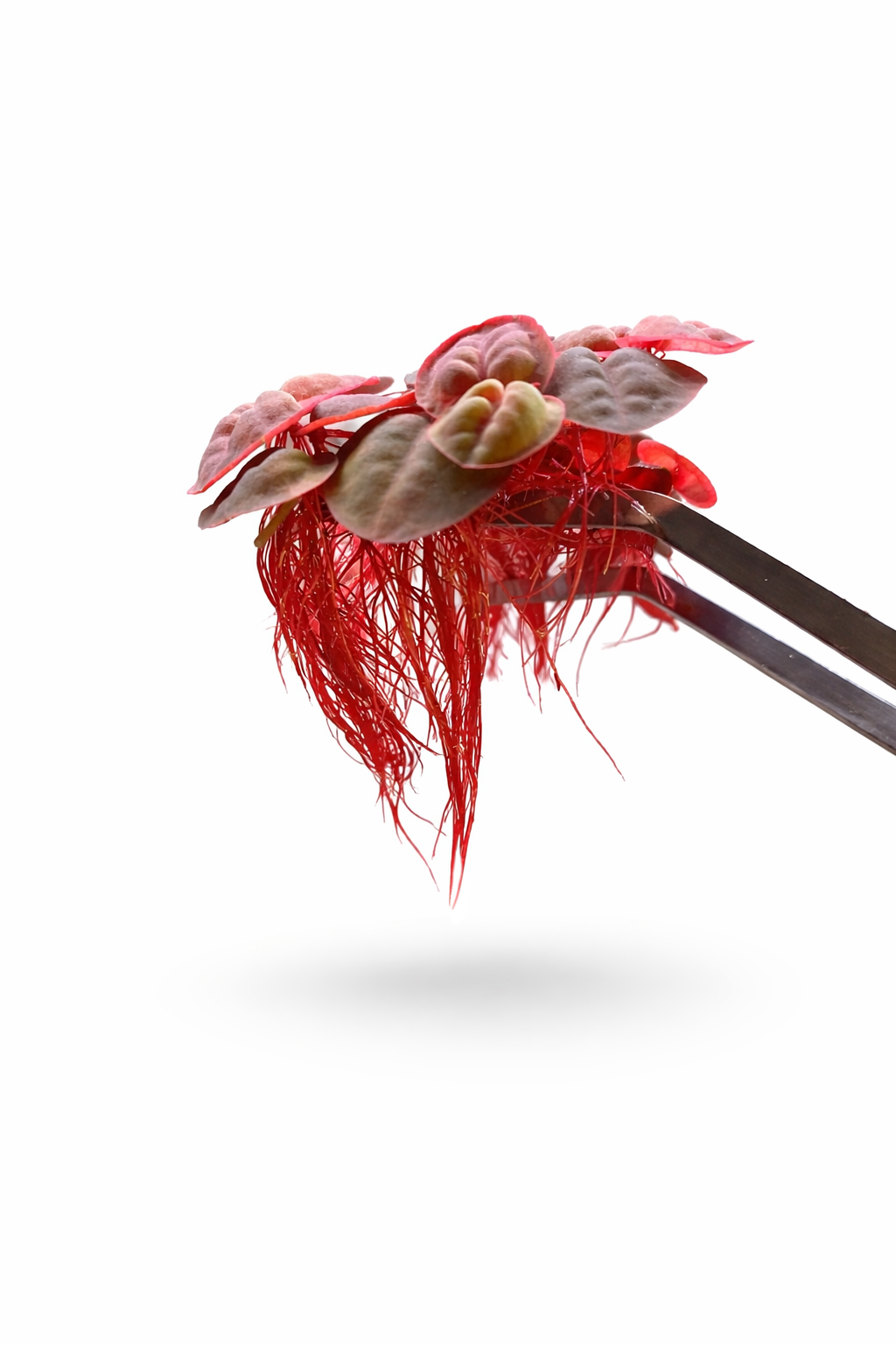 Red Root Floaters – Live Aquarium Plants | RedRootFloaters.com