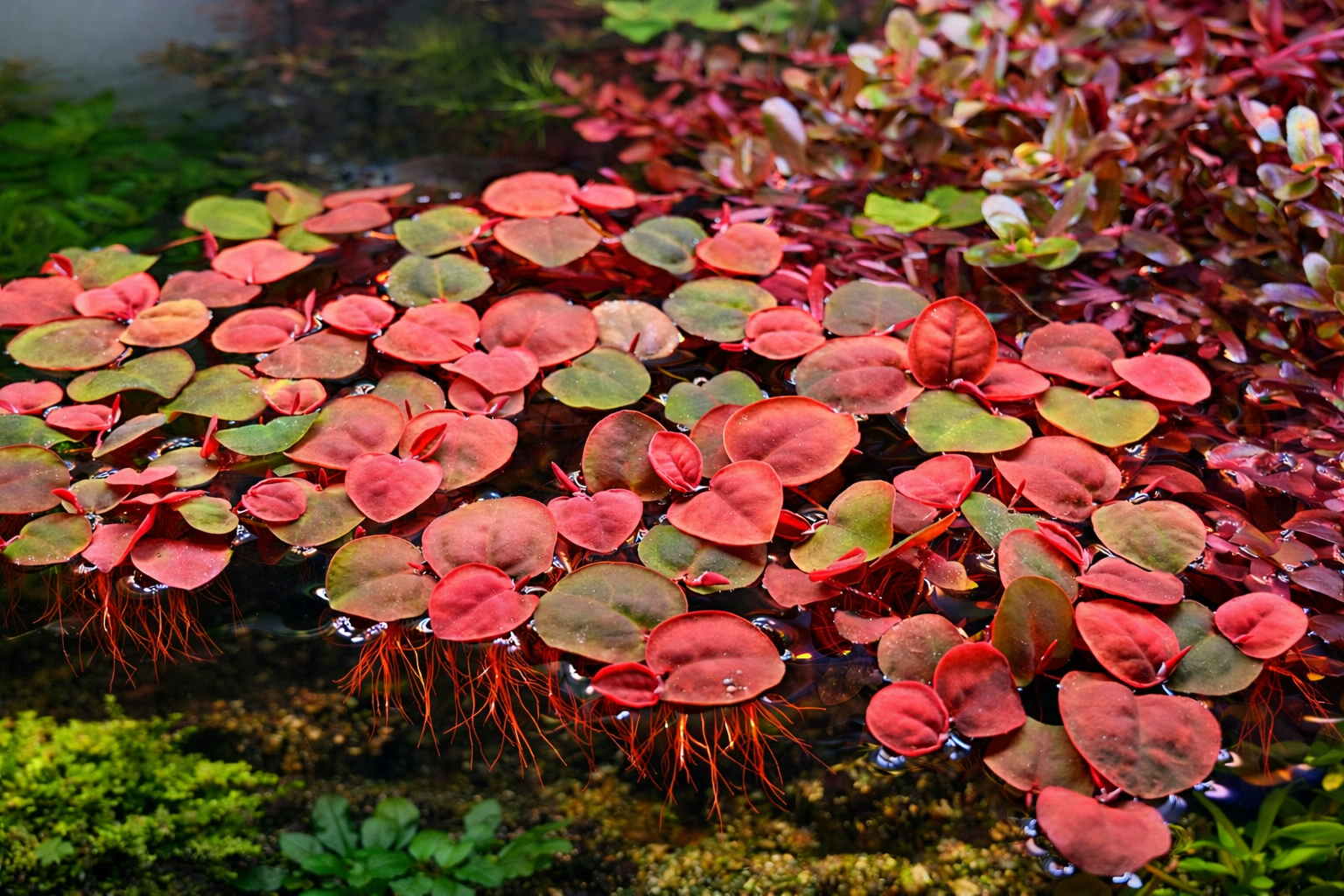Red Root Floaters – Live Aquarium Plants | RedRootFloaters.com
