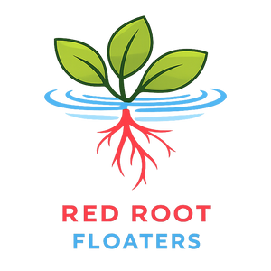How to Care for Red Root Floaters (Complete Guide)